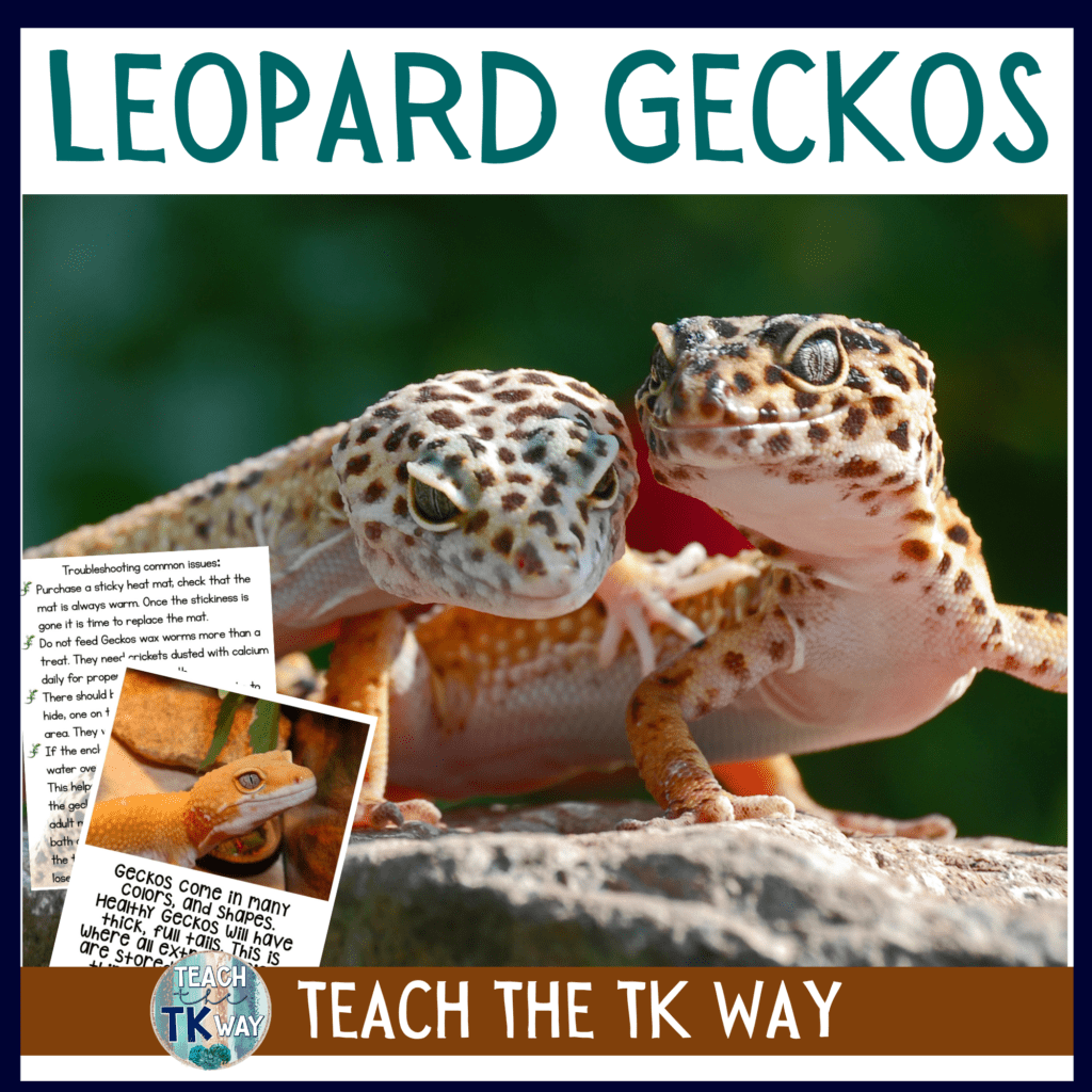 Classroom Pet Leopard Gecko