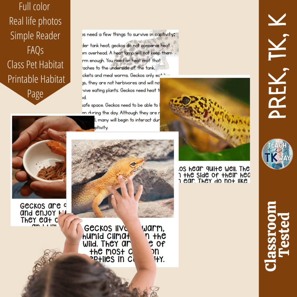 Classroom Pet Leopard Gecko